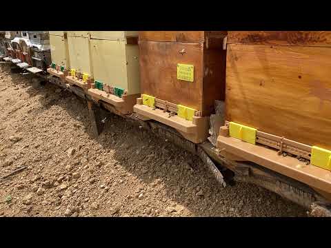 Yayladaki arılara Ballık katları verdik | Ballık düzeni | Bala hazırlık