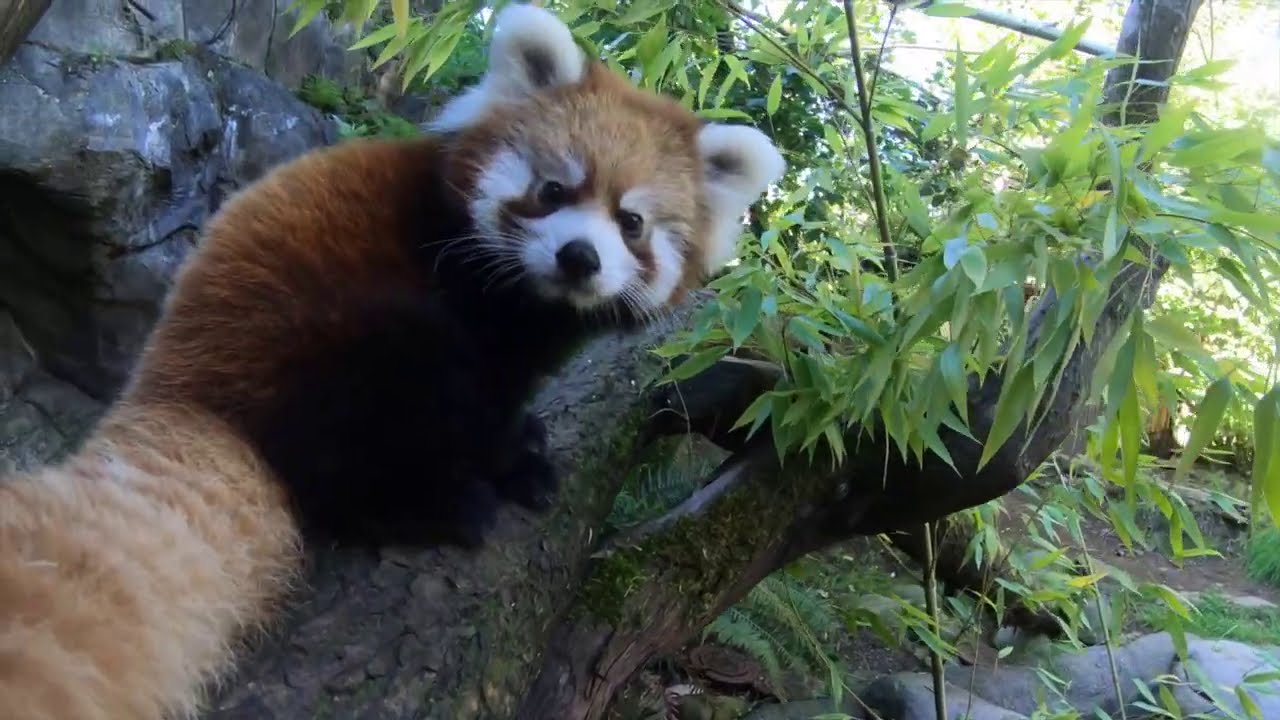 Red Panda Cub Pabu Chases Mom - YouTube