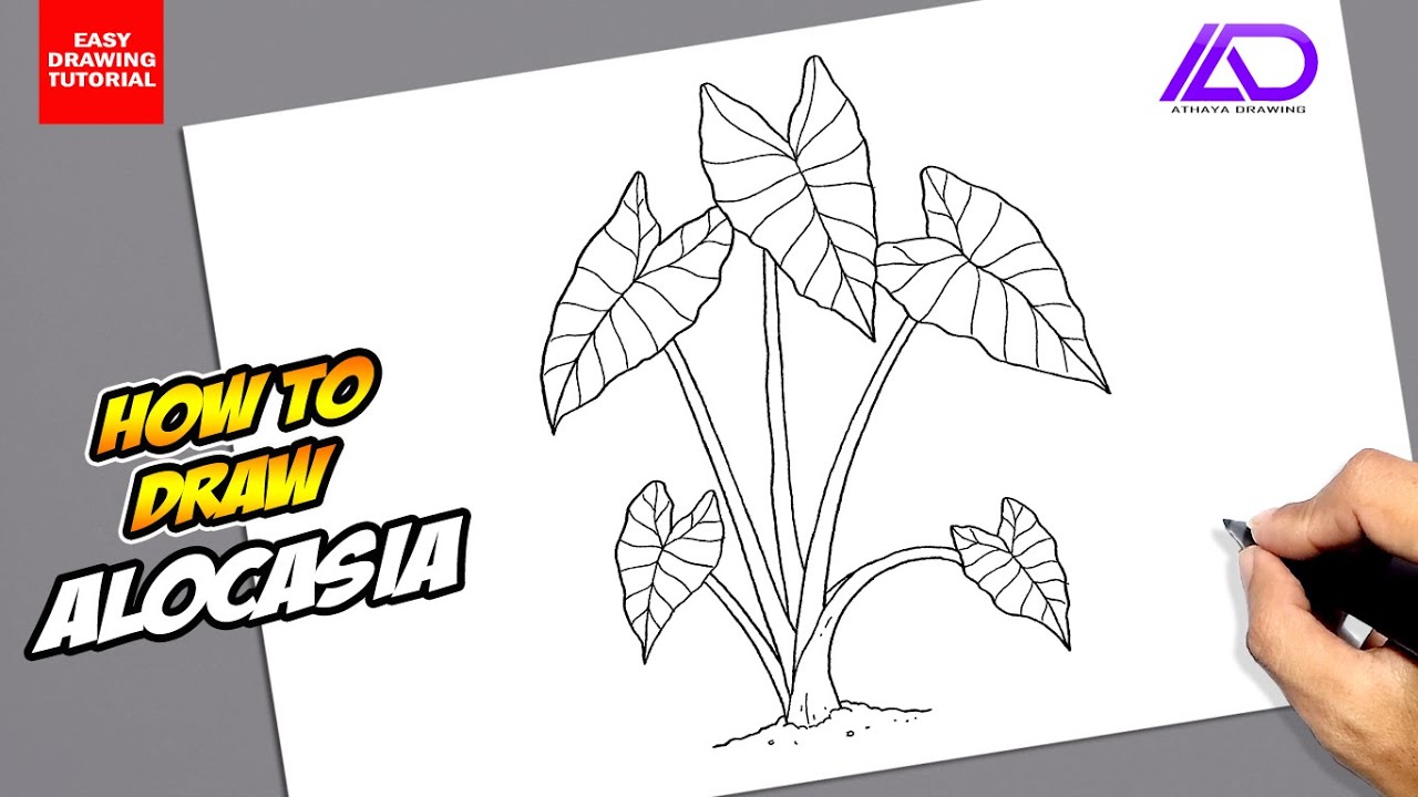 How to draw Alocasia - YouTube