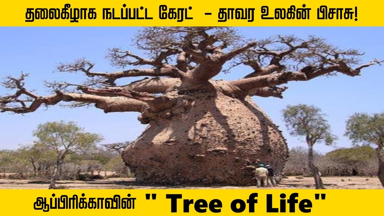 The tree of life is a fundamental archetype - mythological, religious ...
