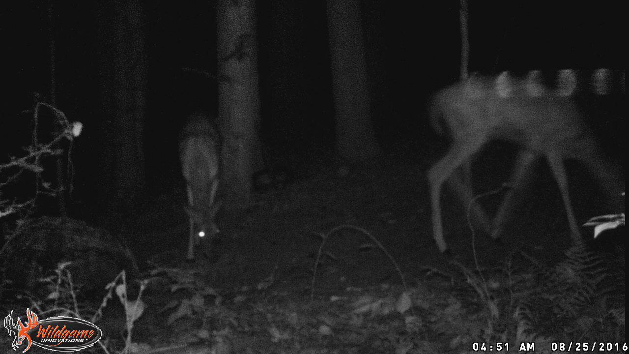 Deer on cam with strange lights 2016 - YouTube