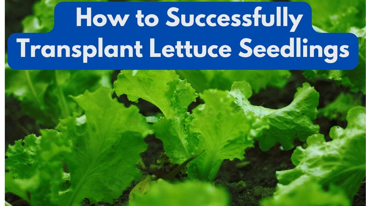 How to Successfully Transplant Lettuce Seedlings - YouTube