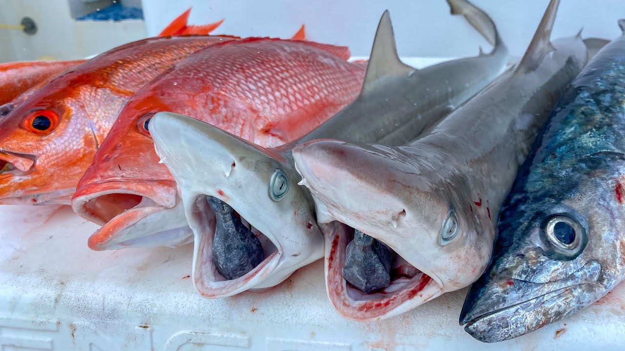 Shark, Snapper, Kingfish! Catch Clean Cook (Deep Sea Fishing) - YouTube