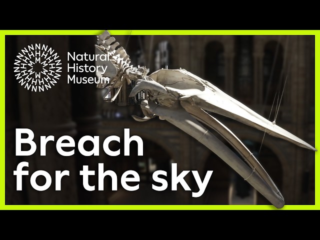 Natural History Museum London Blue Whale