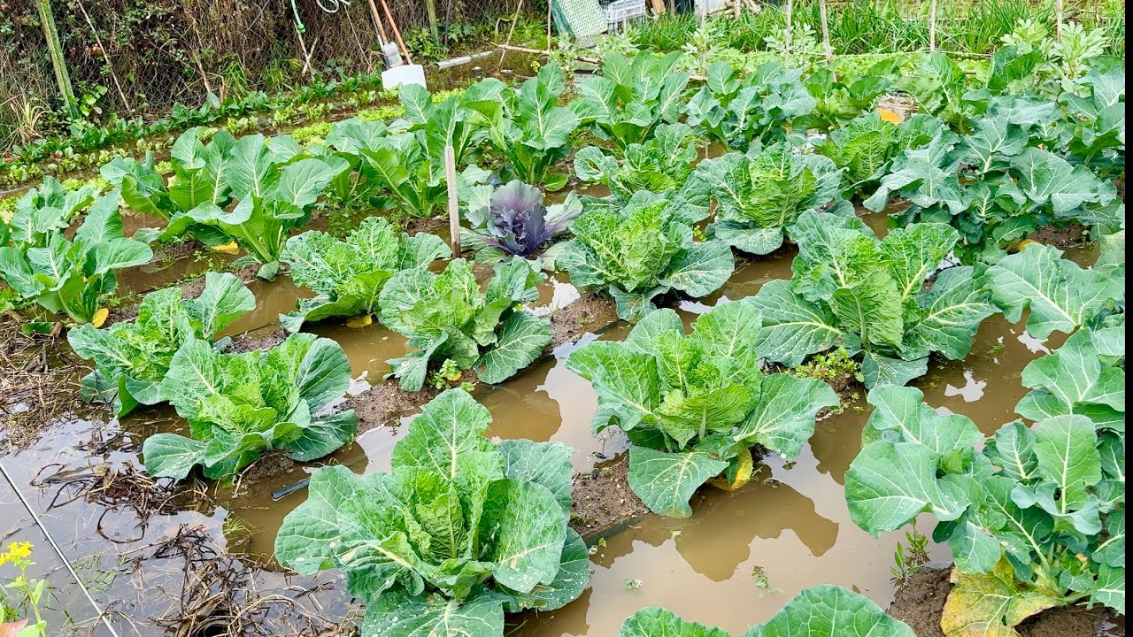 AFTER RAIN AT THE FARM - YouTube