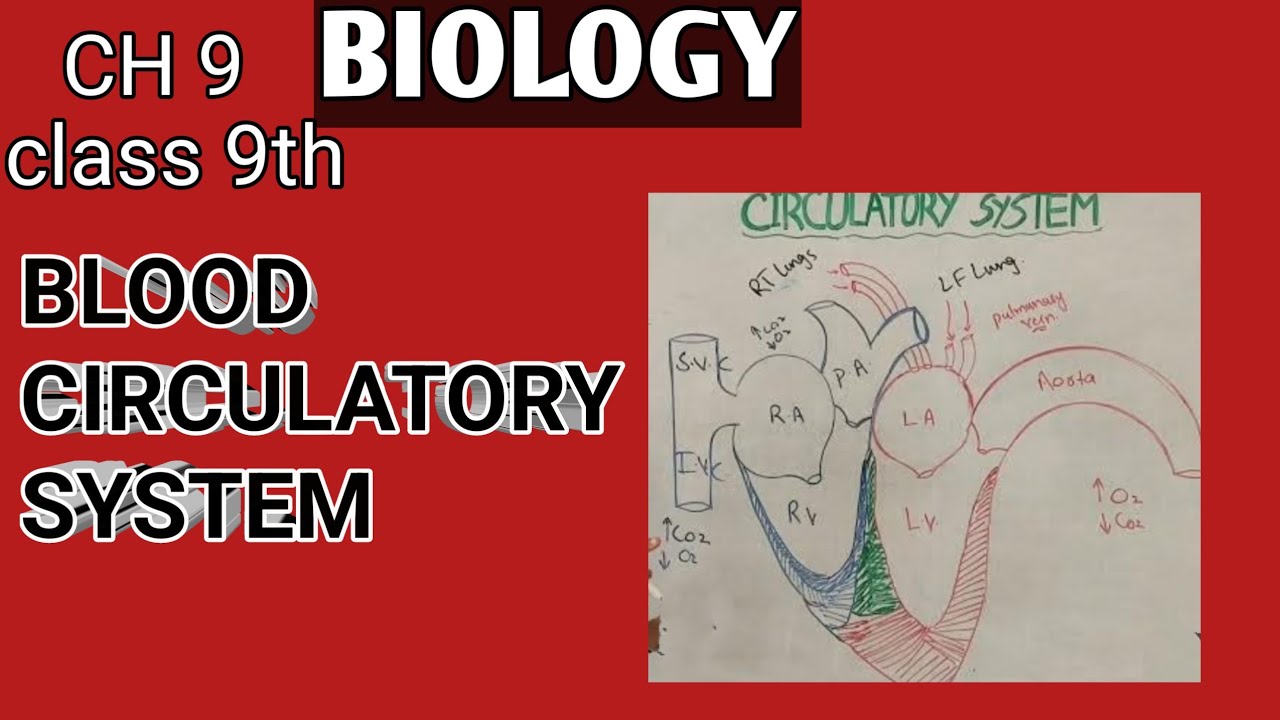 Exploring the Human Circulatory System | Anatomy, Functions, and Health ...