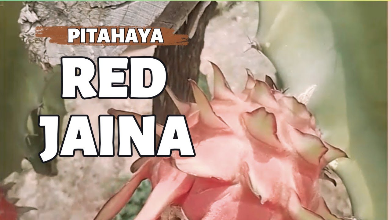 Así es la PITAHAYA RED JAINA | Pitahaya Red Jaina. - YouTube