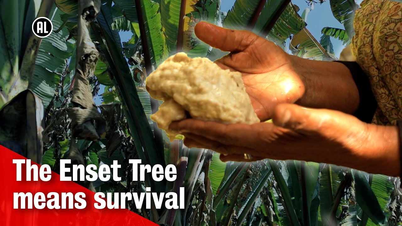 Living off the Enset tree in Ethiopia | METROPOLIS - YouTube