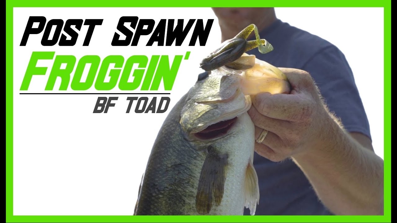 Post Spawn Fishing - NetBait BF Toad - Supercharged With BaitFuel - YouTube