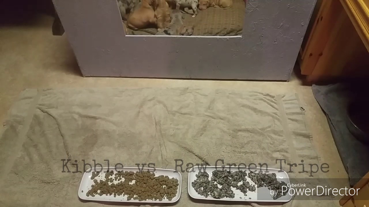 Raw vs Kibble: A Science Experiment - YouTube