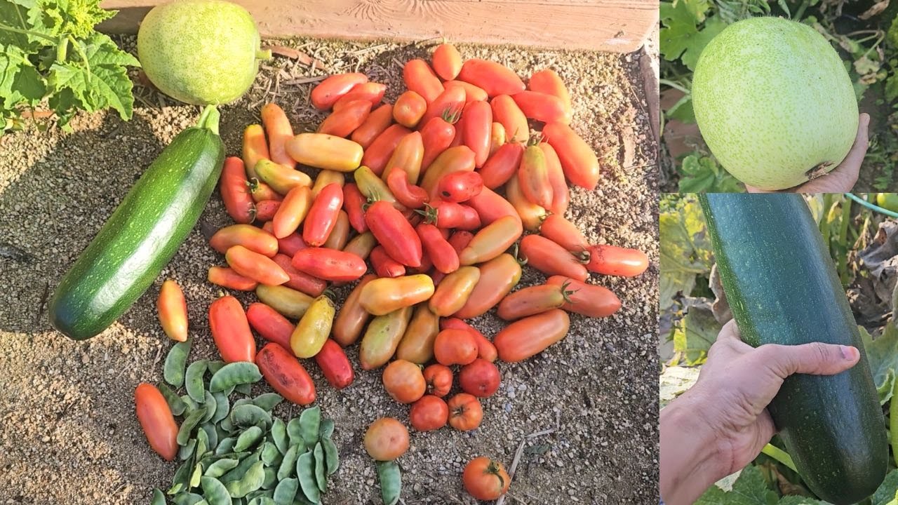 Raised Planter Gardening | Winter Gardening - Zucchini, Ash Gourd ...