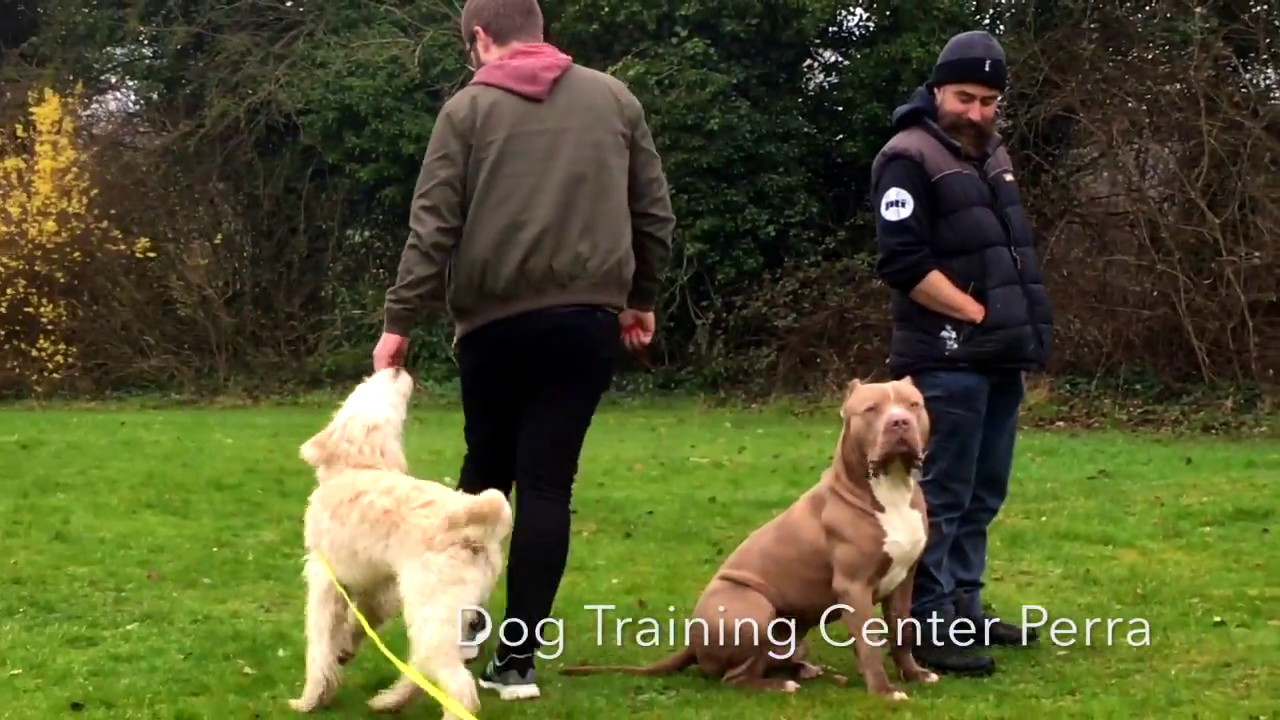 Huge American Bully VS Golden Doodle - Dublin Dog Training - YouTube