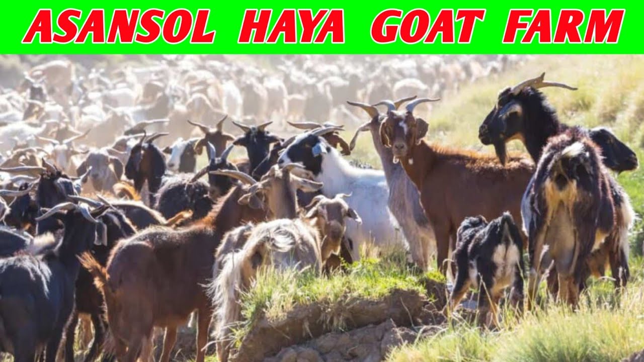 HAYA GOAT FARM in Asansol Burnpur | Goat farming in Asansol Durgapur ...