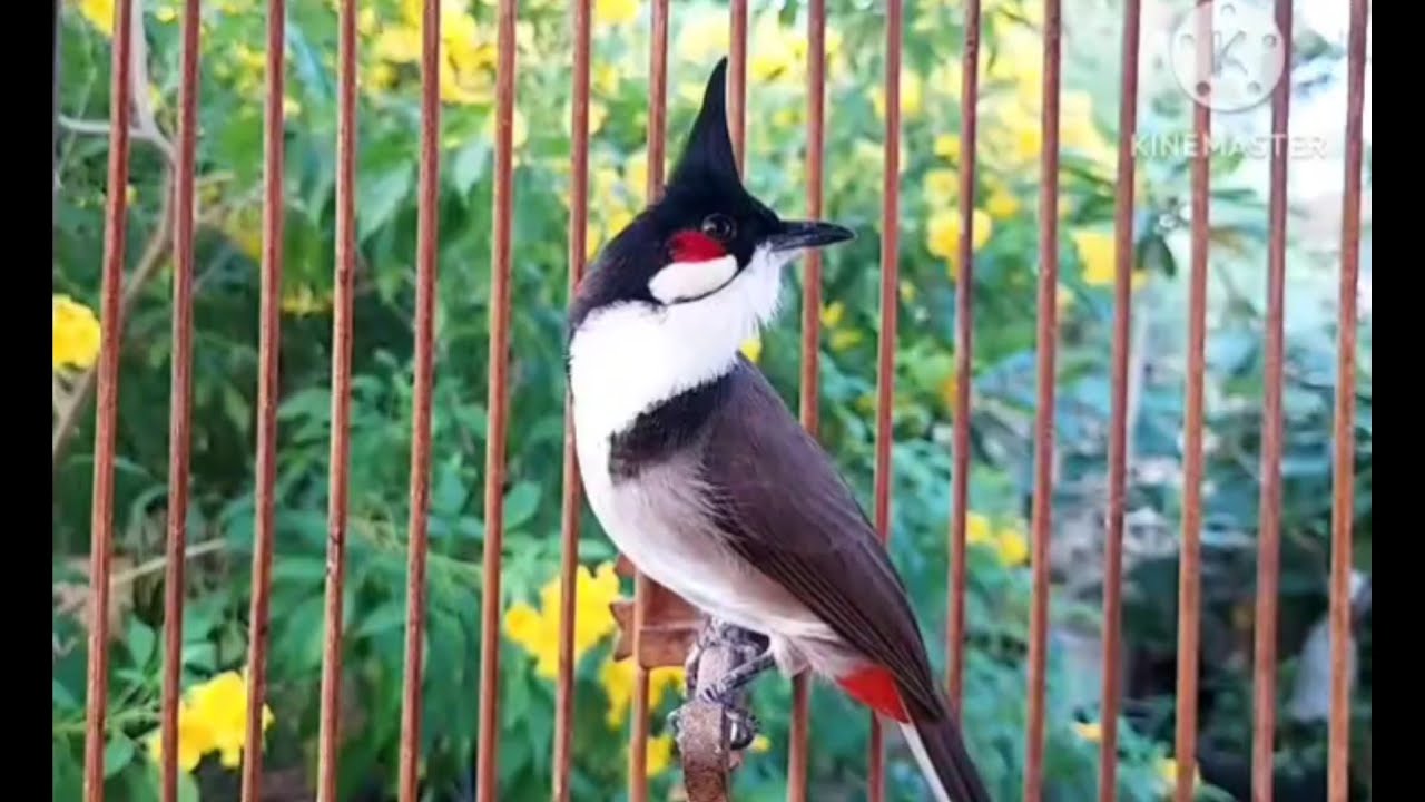 นกกรงหัวจุก 680 จ้าวคำหมาน #birds #chaomao #animals #jambul #subscribe ...