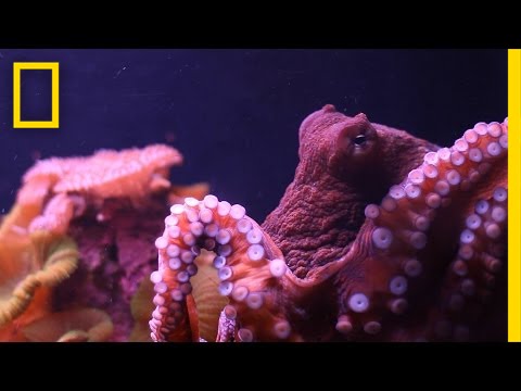 What is Octopus Ink Made of? | National Geographic - YouTube