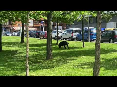 Thor (Cane corso) haciendo la croqueta - YouTube