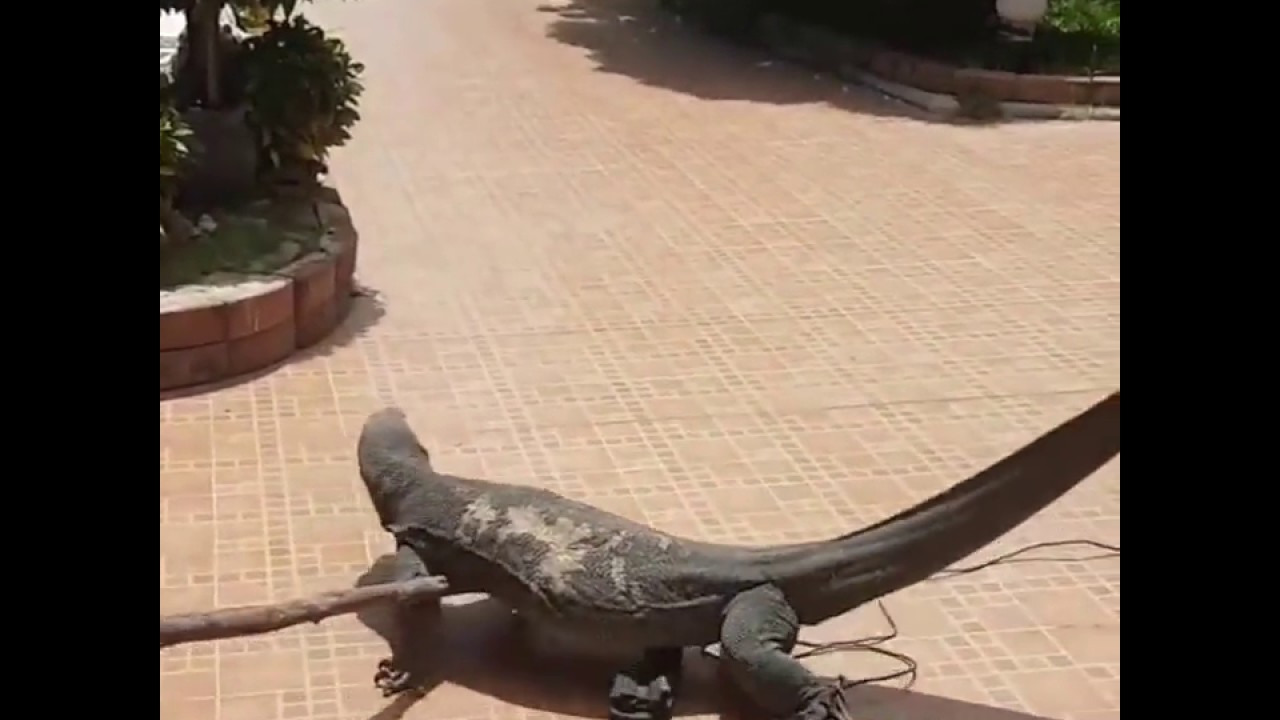 Wonders!!! Komodo Dragon inside a house - YouTube