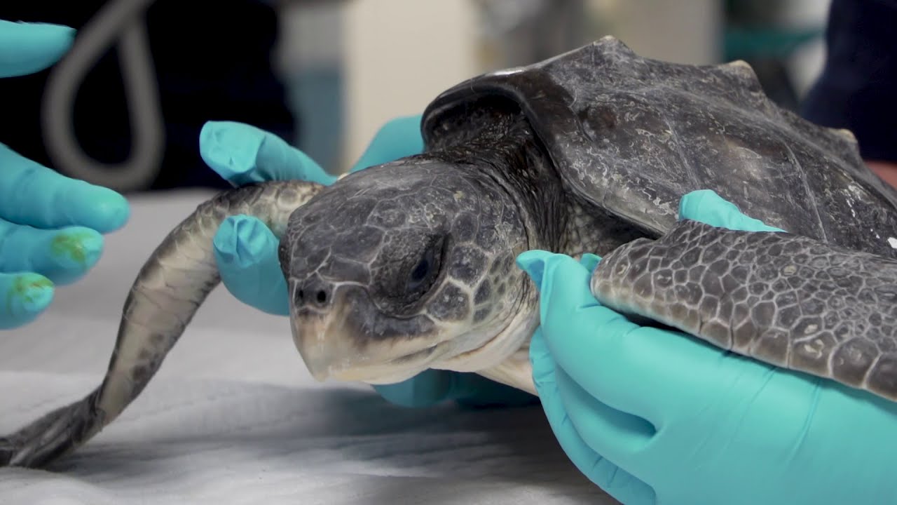 Cold Stun Sea Turtles Arrive From New England - YouTube