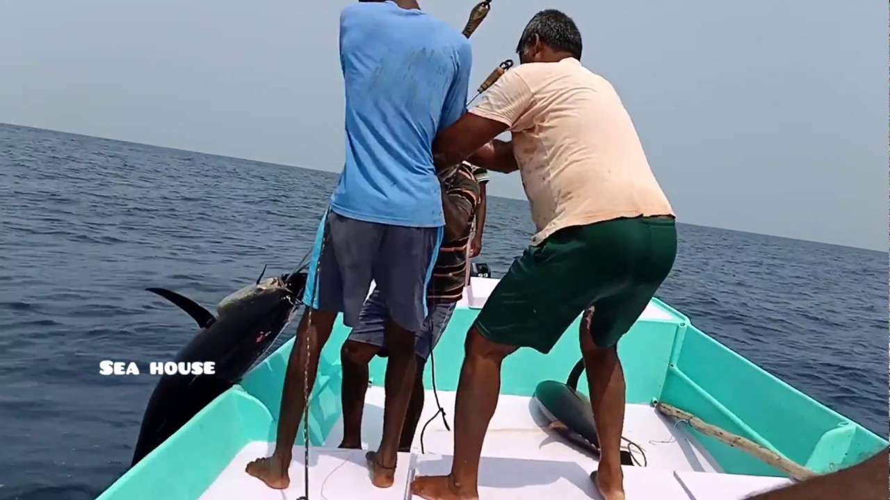 Tuna fish catching on long line in deep sea - YouTube