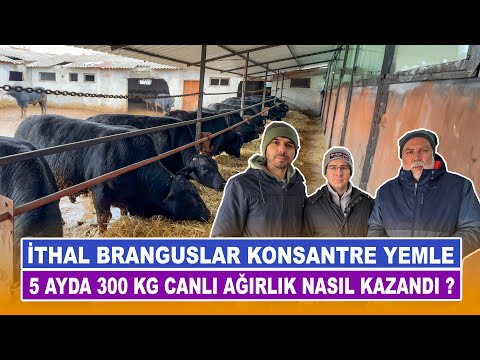 İthal Branguslar Konsantre Yemle |  5 Ayda 300 Kg Canlı Ağırlık Nasıl Kazandı?