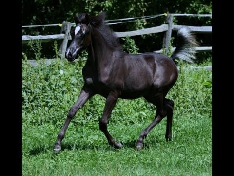 Black Arabian Filly - YouTube