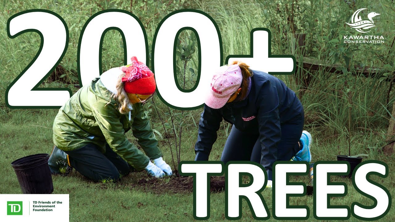 What does planting 200+ trees look like? - YouTube