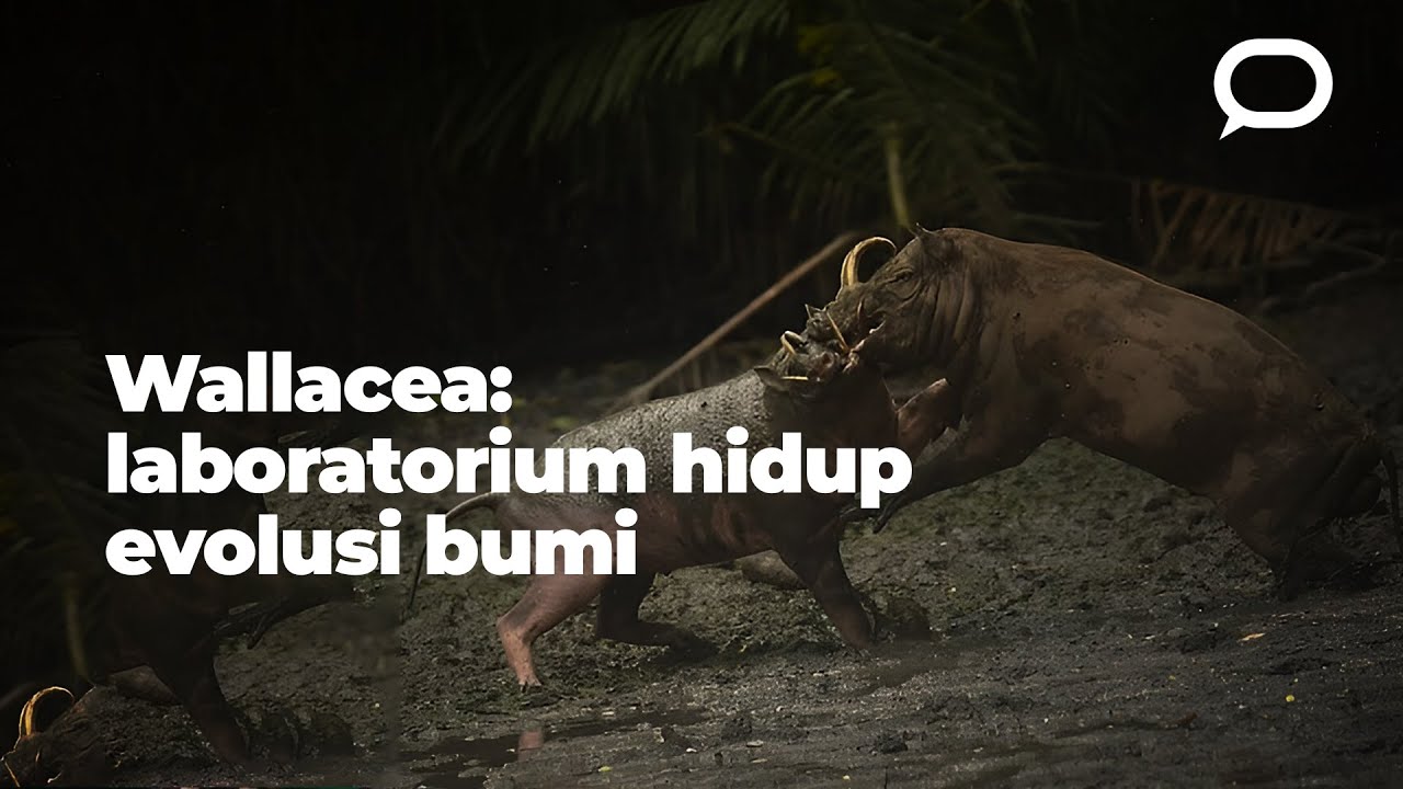 Mengenal wilayah Wallacea: laboratorium hidup evolusi bumi - YouTube