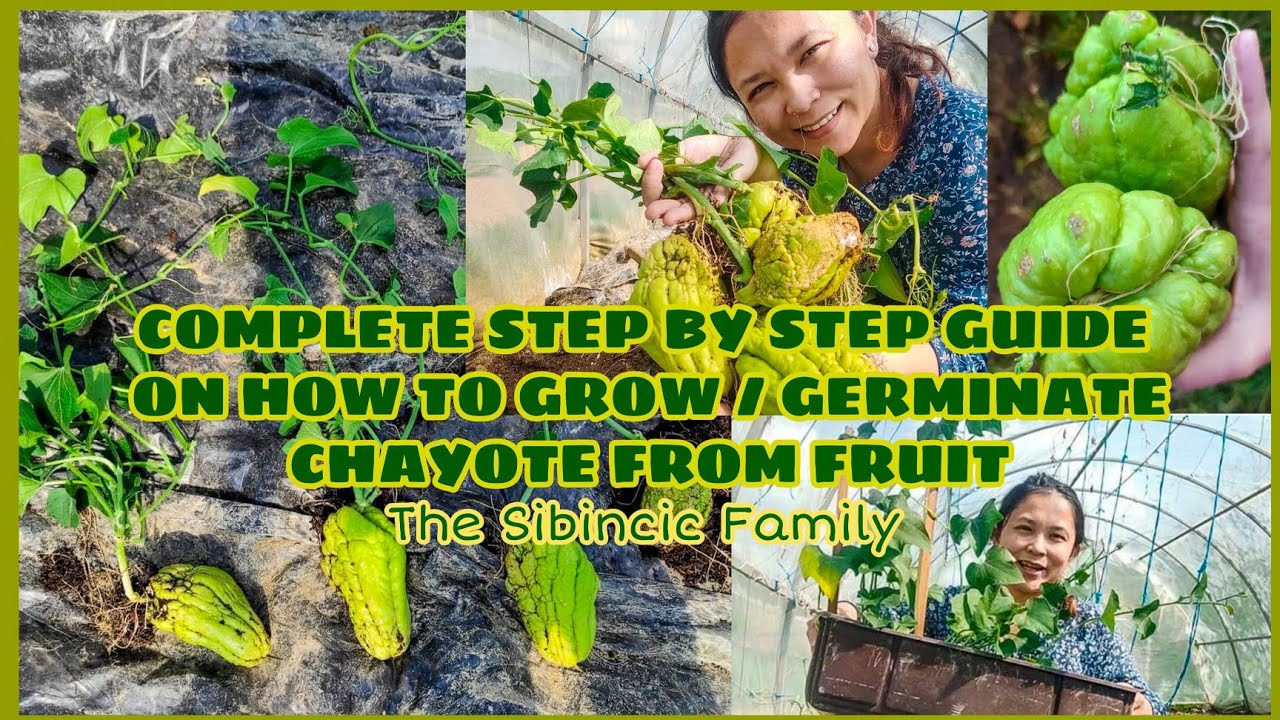 COMPLETE STEP BY STEP GUIDE ON HOW TO GROW / GERMINATE CHAYOTE FROM ...
