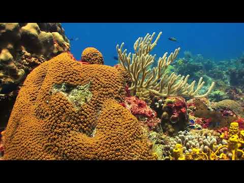 Nature Whatsapp Status!Bueatiful Movement In Underwater#short