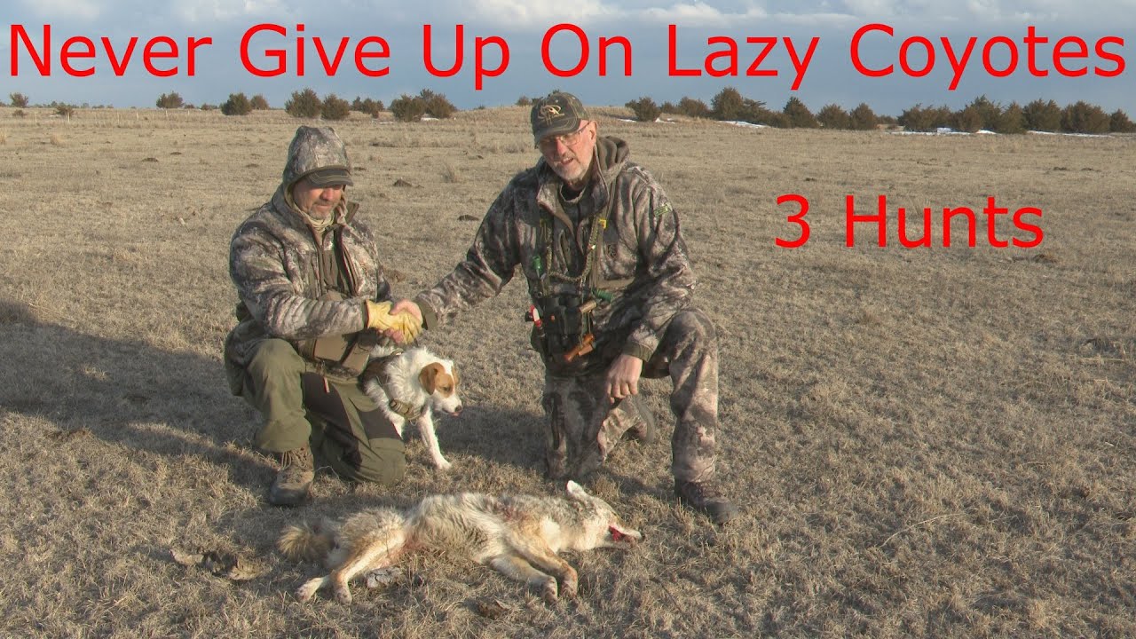 Never Give Up On Lazy Coyotes 3 Hunts - YouTube