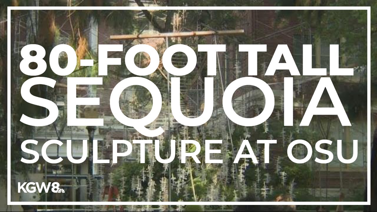 80-foot-tall sequoia sculpture at OSU to evoke changing climate threat ...