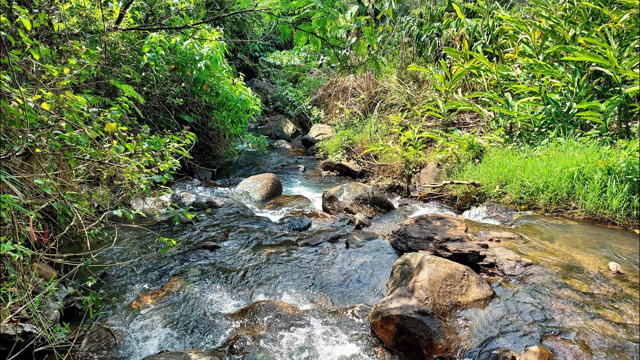 Soothing Sounds Of Nature: Relaxing River Stream With Gentle Rock ...