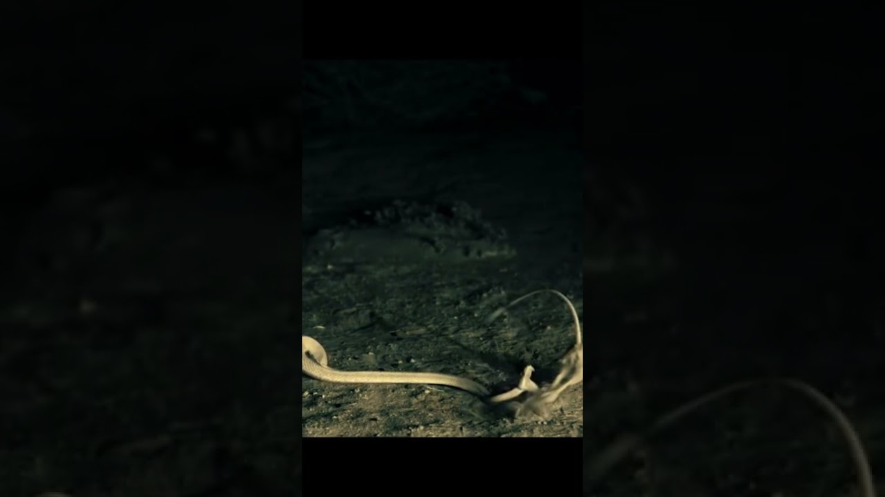 Kangroo Rat Self Defense against Snake || Snake vs Kangroo Rat - YouTube