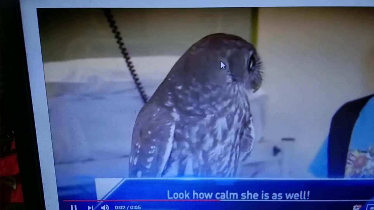 Calm Owl MeMe🦉 - YouTube