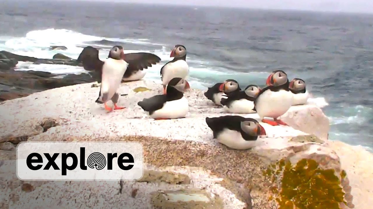 Checking Out The Neighbors - YouTube