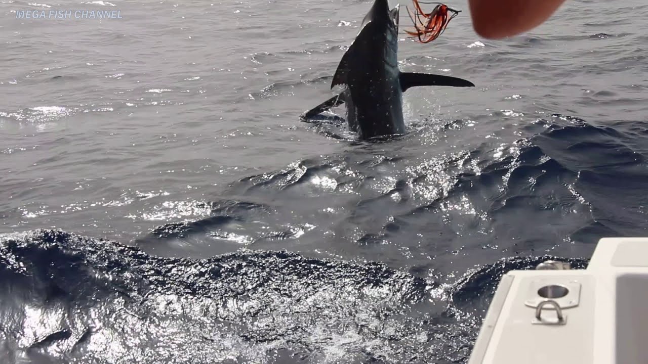 MARLIN BŁĘKITNY. 300kg. Mega emocje. Zwiastun!!! - YouTube