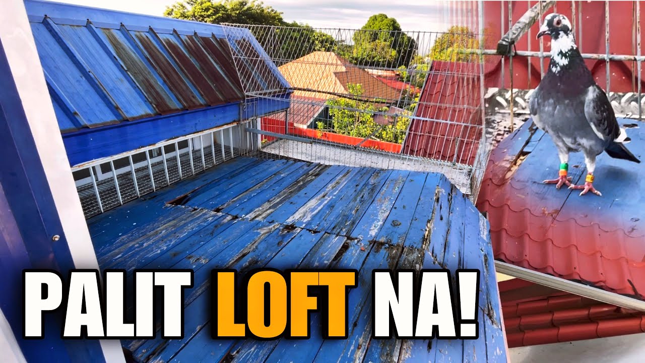 5 YEAR OLD LOFT NG KALAPATI - YouTube