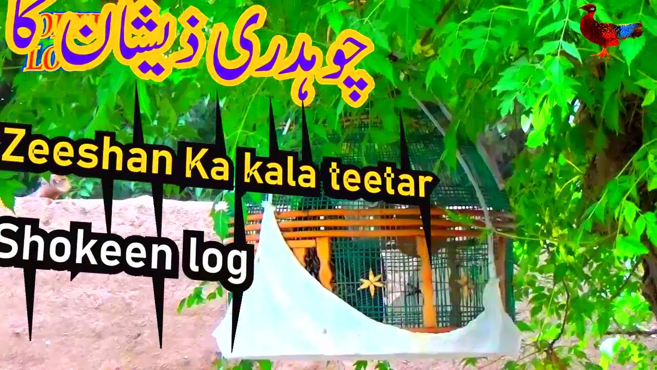 Chaudhry Zeeshan KalaTeetar 2021 || ShokeenLog || kala teetar - YouTube