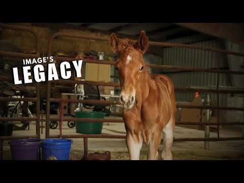 A Legacy Is Born - HORSE BIRTH