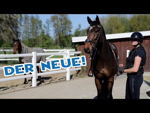 Das neue Pferd zieht ein - Beginn einer Profireiter Karriere?