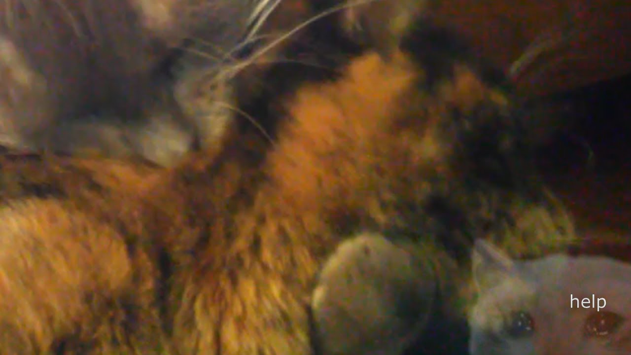 Just an innocuous cat video - YouTube