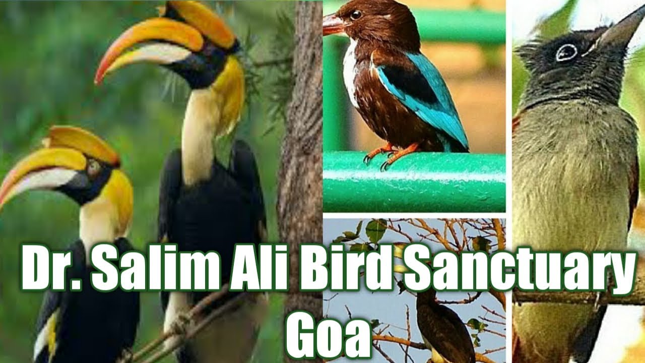 DR SALIM ALI BIRD SANCTUARY GOA - YouTube