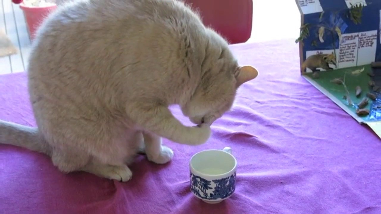 Cute funny cat drinking milk from a cup - YouTube