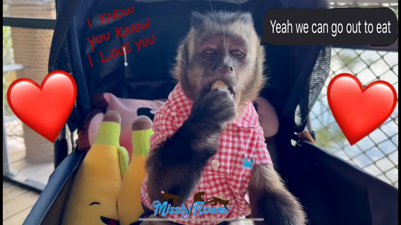 Monkey Russel goes out to eat with mama & papa ️ ️ ️ - YouTube