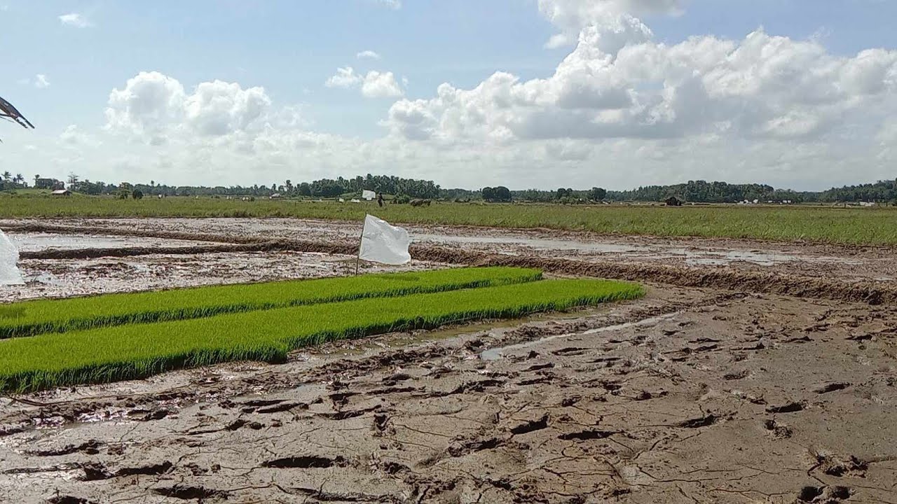 NAG ARARO SA BUKID BUHAY MAGSASAKA!KALABAW PAGOD NA!#farmers #araro # ...