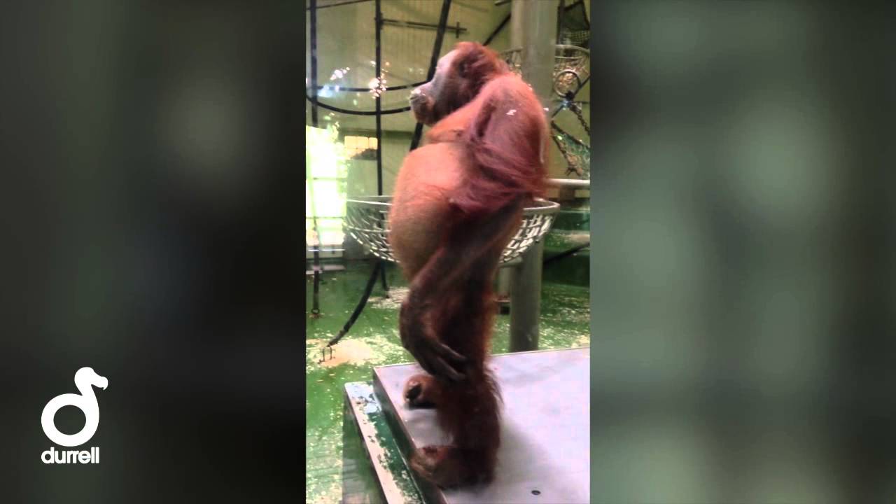The baby belly bop! - YouTube