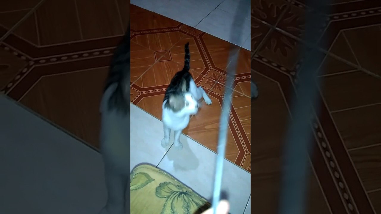 Meong meong meong - YouTube