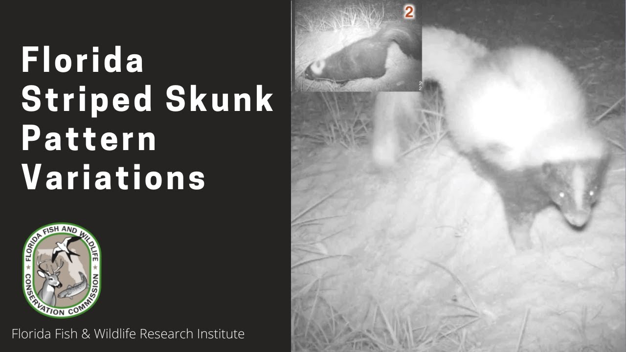 Florida Striped Skunk Pattern Variations - YouTube