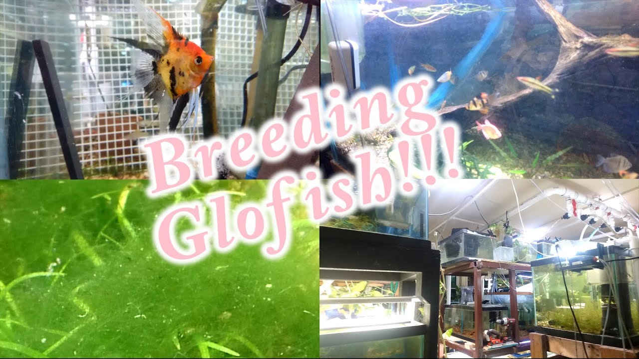 Glofish Breeding
