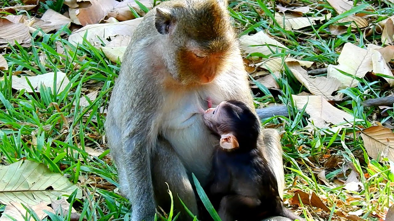 Very impolite! Mom just give birth to newborn baby monkey why mom ...